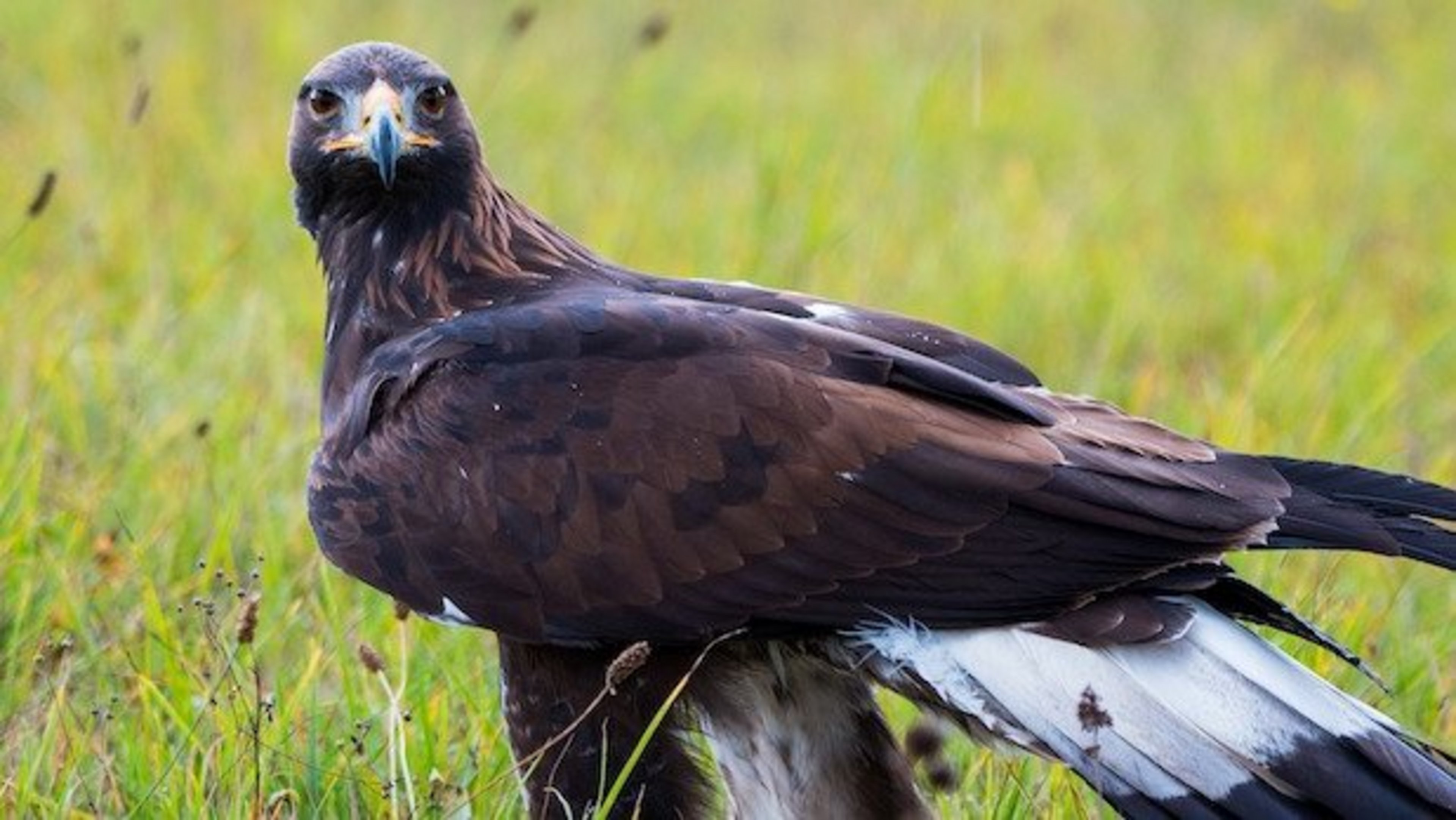 Tiere der Alpenwelt: Der majestätische Steinadler – Eschenbach Optik