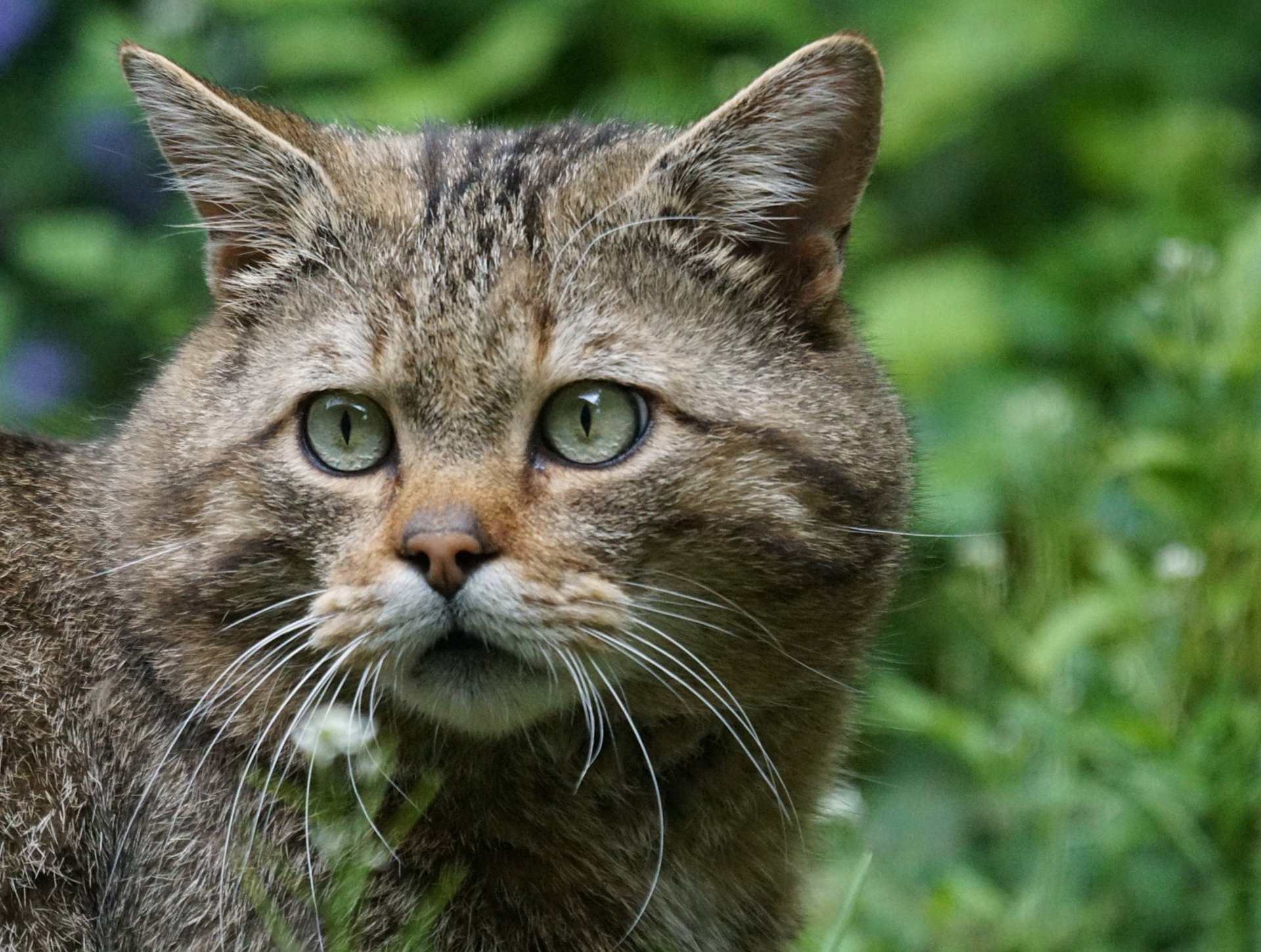 Tierporträt: Die Europäische Wildkatze – Eschenbach