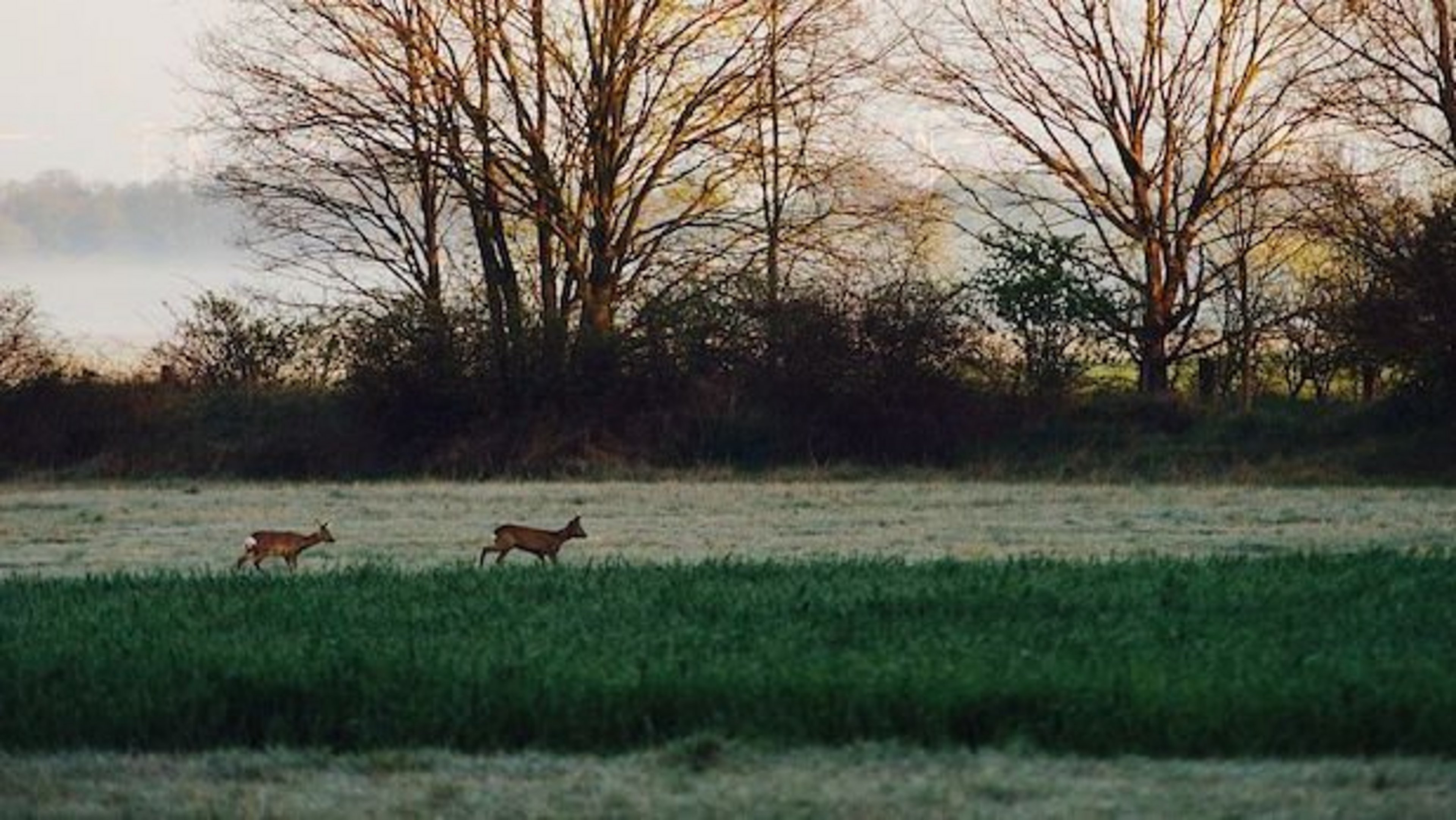 Die Tierwelt der Döberitzer Heide – Eschenbach Optik